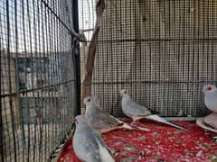 Doves Price in Pakistan | Doves for Sale in Pakistan