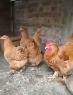 Golden Puff Hens in Pakistan, Free classifieds in Pakistan | OLX Pakistan