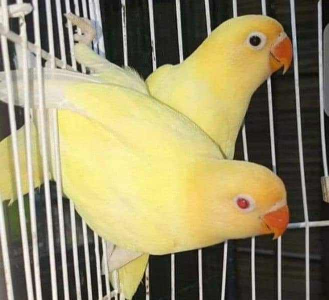 love birds | Breeder pair | Albino red eye | parblue split ino |parrot - Parrots - 1081620921