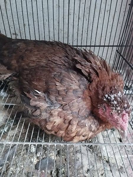 Pure Aseel Mianwali Crook Murgi - Hens - 1074038287