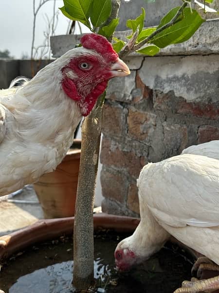 Mianwali Aseel breed chicks - Hens - 1085282398