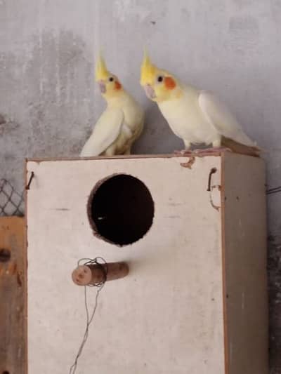 common white breeder pair - Parrots - 1085296262
