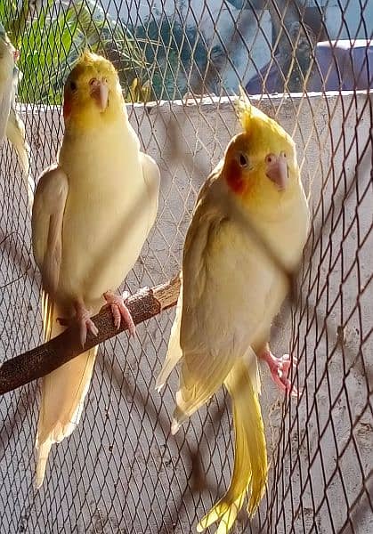common white breeder pair - Parrots - 1085296262