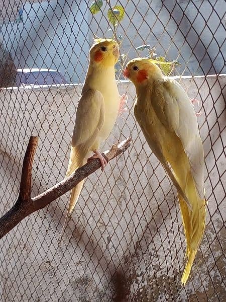 common white breeder pair - Parrots - 1085296262