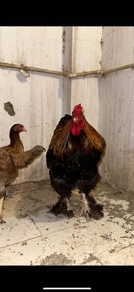 Gold Partridge Brahma Buff Brahma Coco partridge Brahma - Hens - 1085400984
