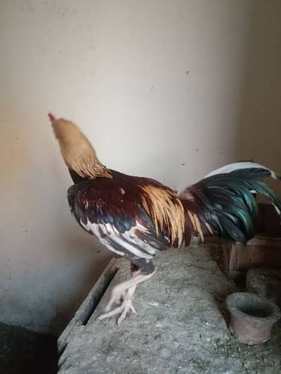 Aseel pathee and chicks - Hens - 1085413230