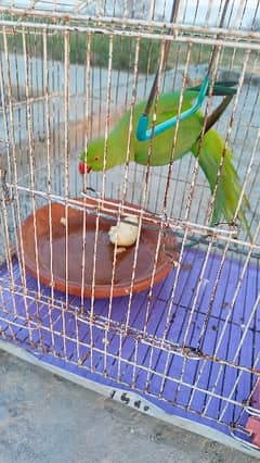 Animals for Sale in Pakistan