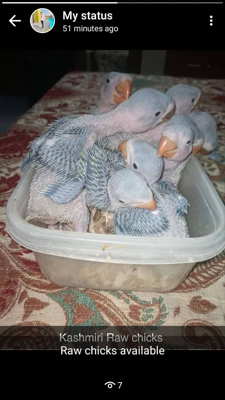 Hand tame parrot chicks - Parrots - 1085598151