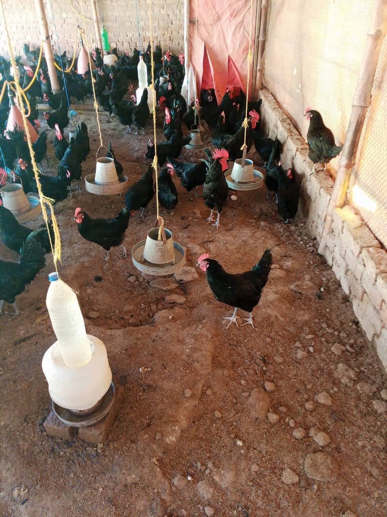 Australorp | Australorp Hens | Egg laying | Australorp pair | Hens ...
