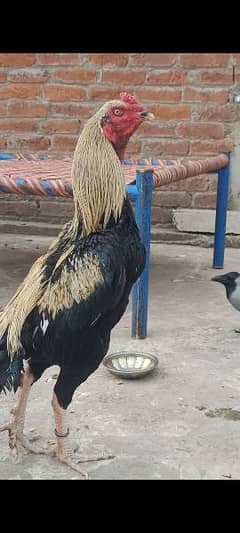 Aseel Murga in Pakistan, Free classifieds in Pakistan | OLX Pakistan