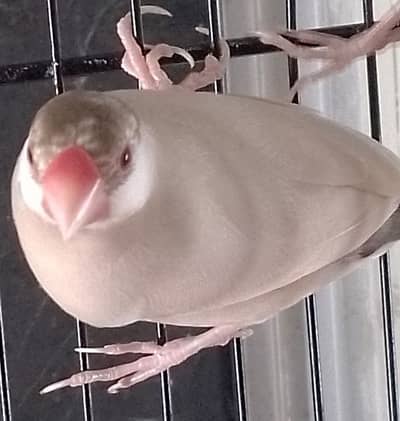 Extreme Quality, Jumbo Size Albino Java Pair/Fawn Java 2 Females ...