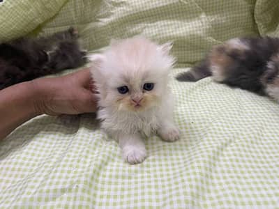 35 days pure persian piki face All Female kittan - Cats - 1085659027