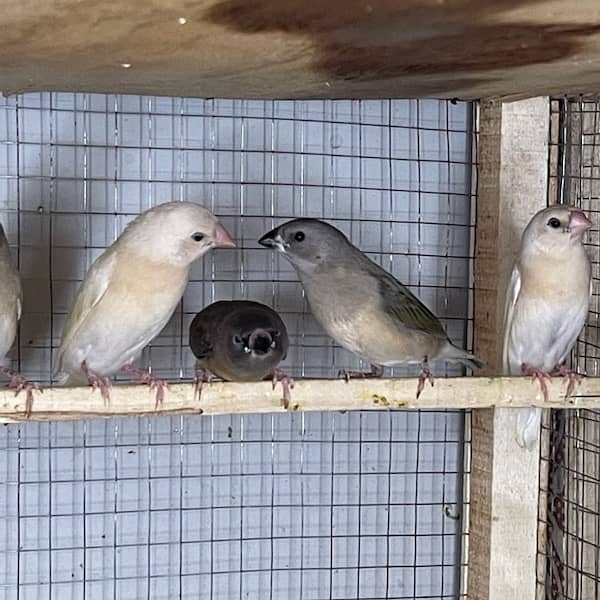 lutino and common gouldian chicks - Finches - 1085695300