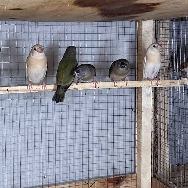 lutino and common gouldian chicks - Finches - 1085695300