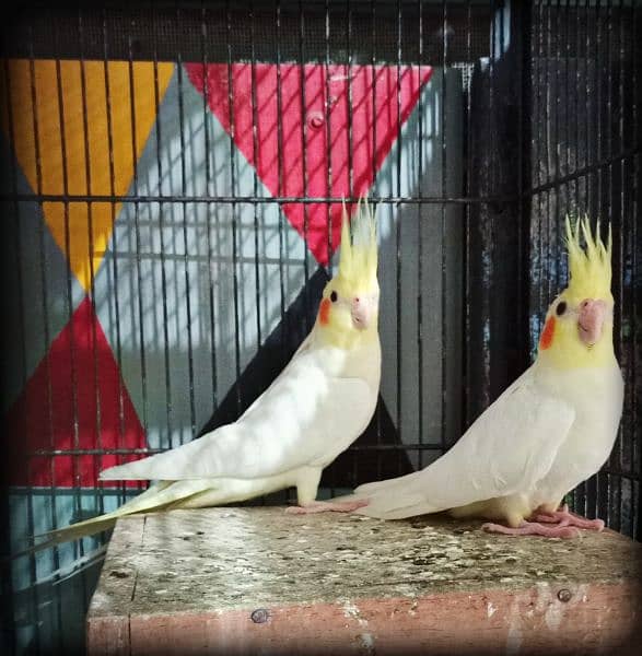 Common white cockatiel red eyes - Parrots - 1085701076
