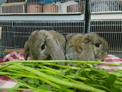 so beautiful rabbits lop pair healthy active and friendly - Rabbits ...