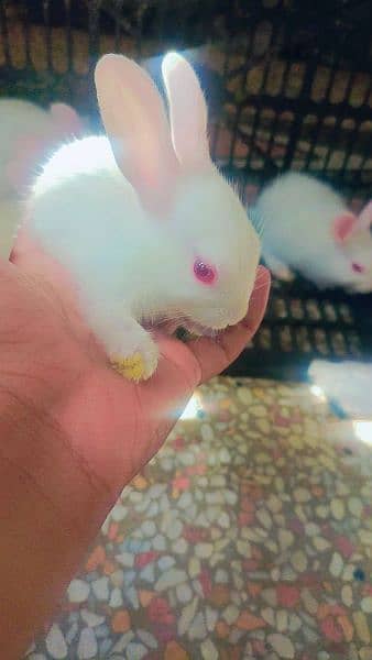 red eyes beautiful pure white rabbit - Rabbits - 1085810665