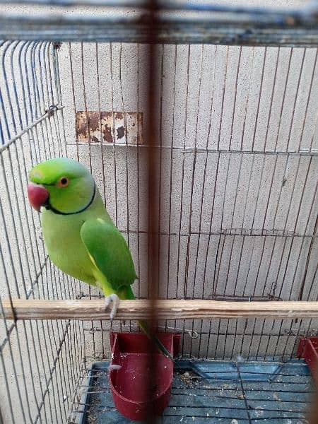 Ringneck Male With Cage Parrots 1085821080