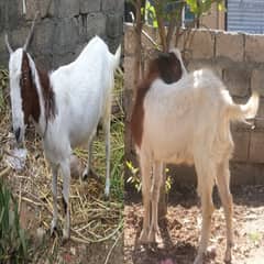 Goats for Sale in Sindh