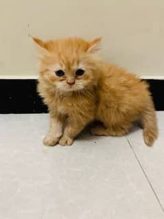 Cats for sale in Pakistan | OLX Pakistan