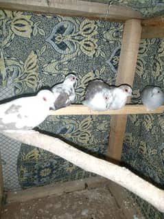 Diamond Doves Price in Pakistan | Diamond Doves for Sale in Pakistan