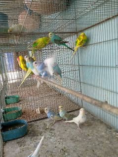 Parrots for Sale in Pakistan