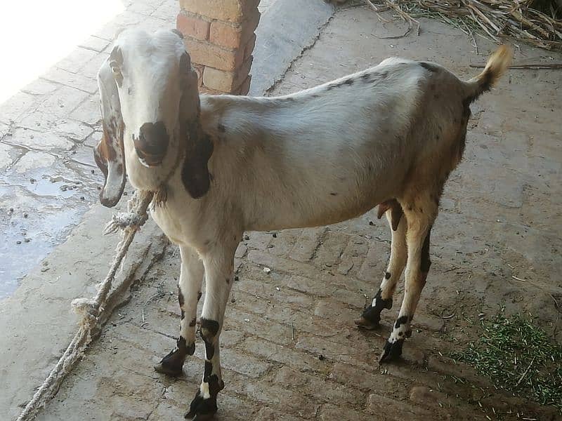 Dohondi Maki chini Female goat - Goats - 1086076737