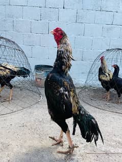 Shamo Patha in Pakistan, Free classifieds in Pakistan | OLX Pakistan