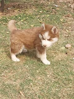 Husky Siberian in Pakistan, Free classifieds in Pakistan | OLX Pakistan