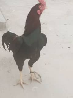 Aseel Hen Sindhi in Pakistan, Free classifieds in Pakistan | OLX Pakistan