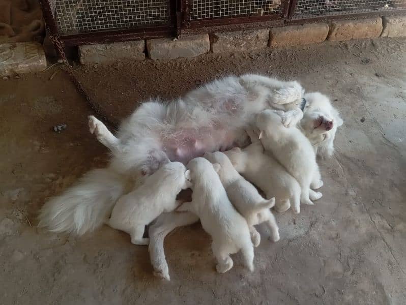 Healthy Russian Puppies Pink Nose - Dogs - 1086121480