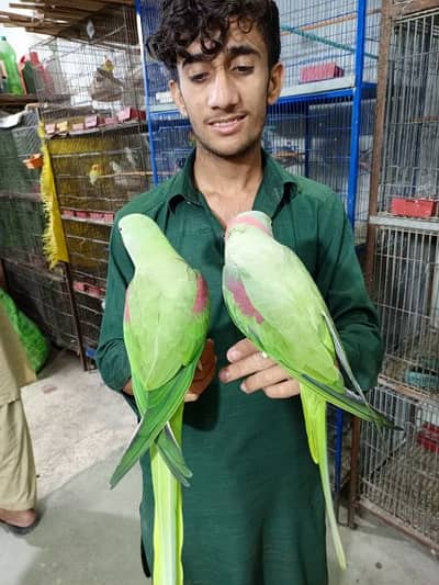 Raw Kashimiri Pahari Jumbo size pair - Parrots - 1086124192