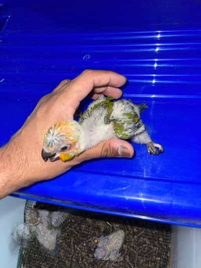 Sun Conure Chicks yellow ringneck red coller lorikeet - Parrots ...
