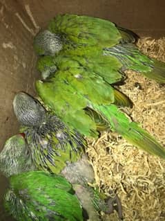 Parrots for Sale in Pakistan | Parrots Price in Pakistan