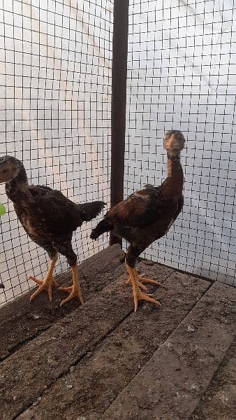 Aseel Chick Old Bloodline Lakha Chicks - Hens - 1086160881 Aseel Chick Old Bloodline Lakha Chicks - Hens - 1086160881