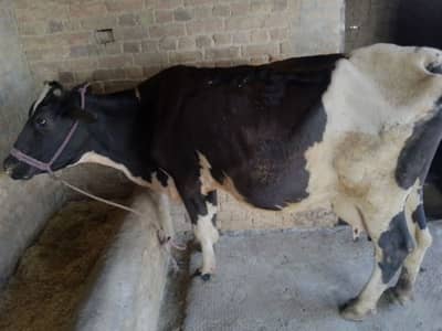 Frizan cow. Sath wacha. 1.5 month ki gaban. 0322 9654007 - Cows ...