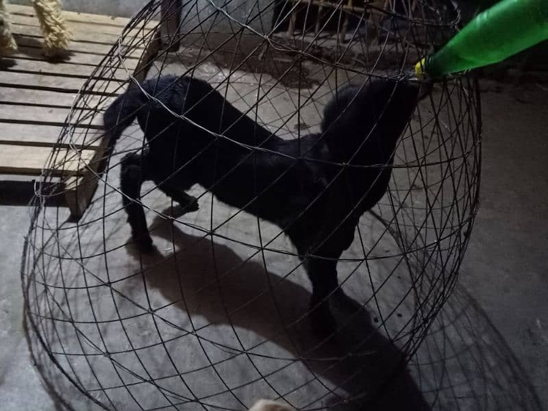 bital bakra amrt sir bital wait eys - Goats - 1086195052
