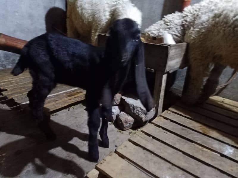 bital bakra amrt sir bital wait eys - Goats - 1086195052