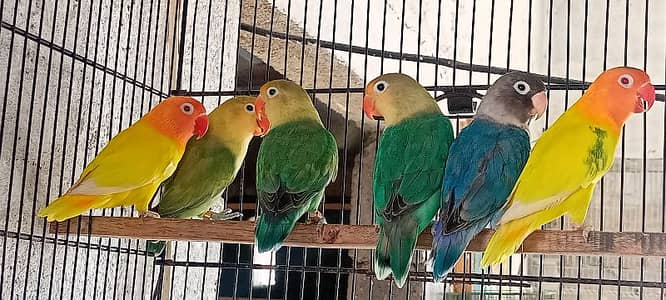 Parblue Split Ino / Lutino Pasnata Split Blue - Other Birds - 1086208593