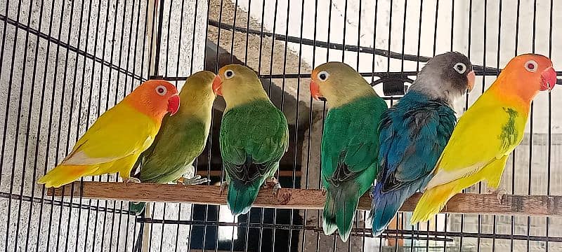 Parblue Split Ino / Lutino Pasnata Split Blue - Other Birds - 1086208593