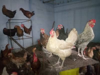 Desi hen's 1200 - Hens - 1086245120