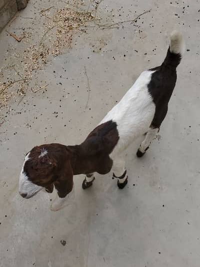 beetal goats | desi bakri | pateri goat | kapli bakri | gulabi bakri ...