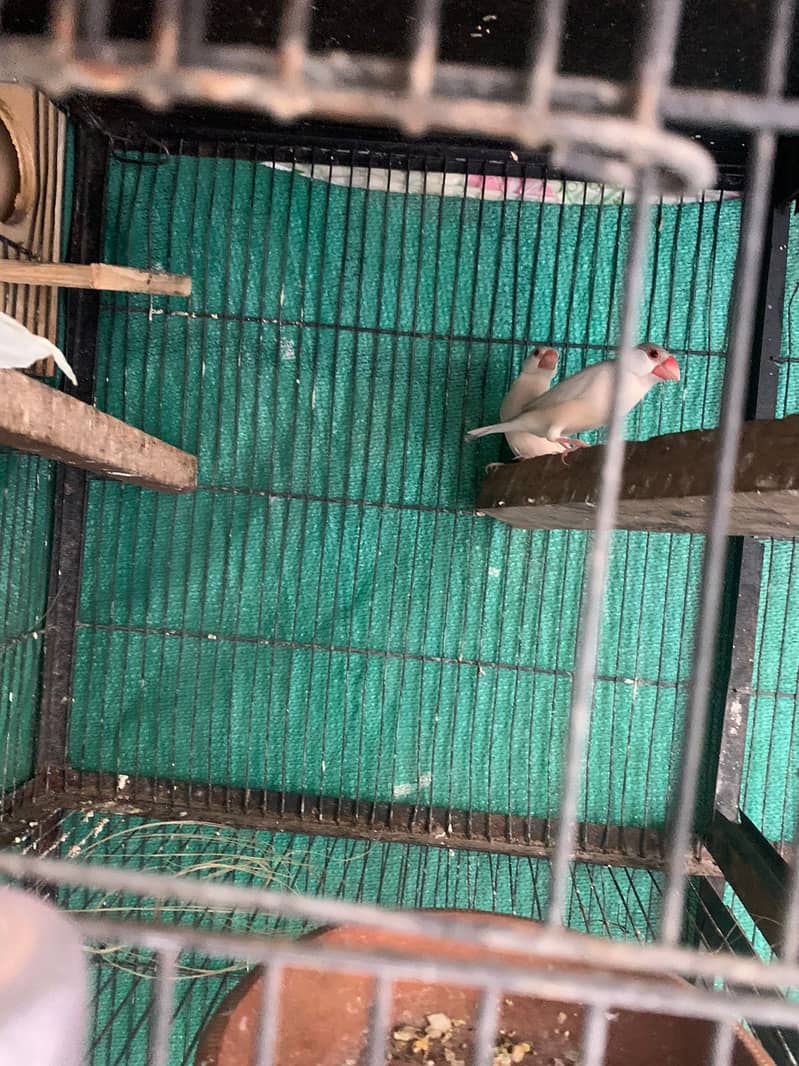 Opal java pair - Finches - 1086348990 Opal java pair - Finches - 1086348990