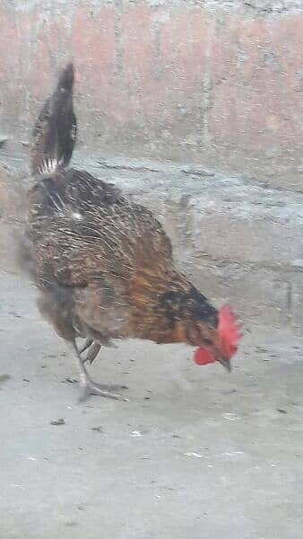 1 murga 4 muriya - Hens - 1086358635