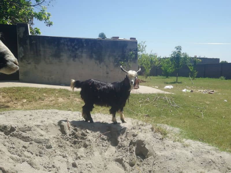Pahari bakra beautiful - Goats - 1086371967