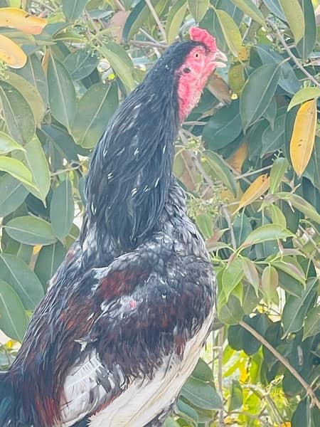 aseel thai crose - Hens - 1086395597