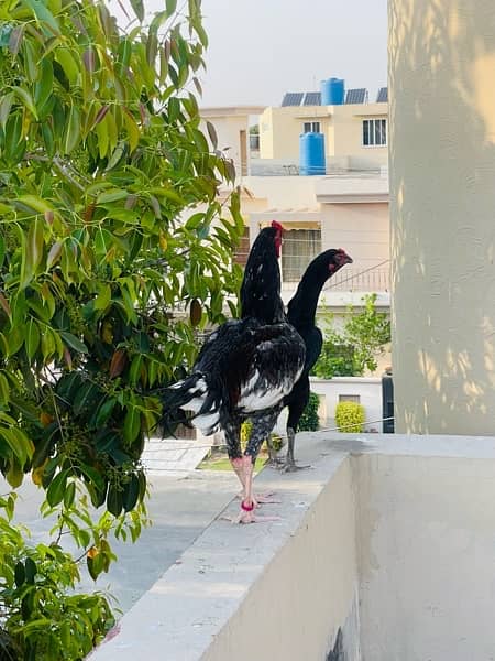 aseel thai crose - Hens - 1086395597