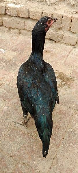 Best Aseel Muskhi Murgi and Buska Patha | Aseel | Murga | Hens | - Hens ...