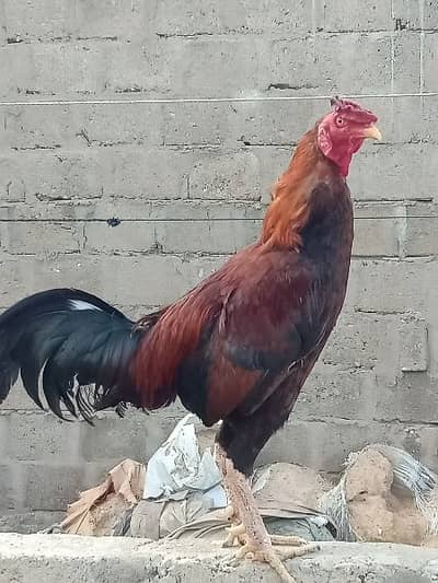 Sirf 18000 main ik aseel murgha ur 3 aseel ur 2 Desi ur 4 Misri murgi ...