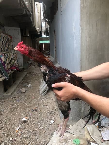 pure Aseel murgha - Hens - 1086619164